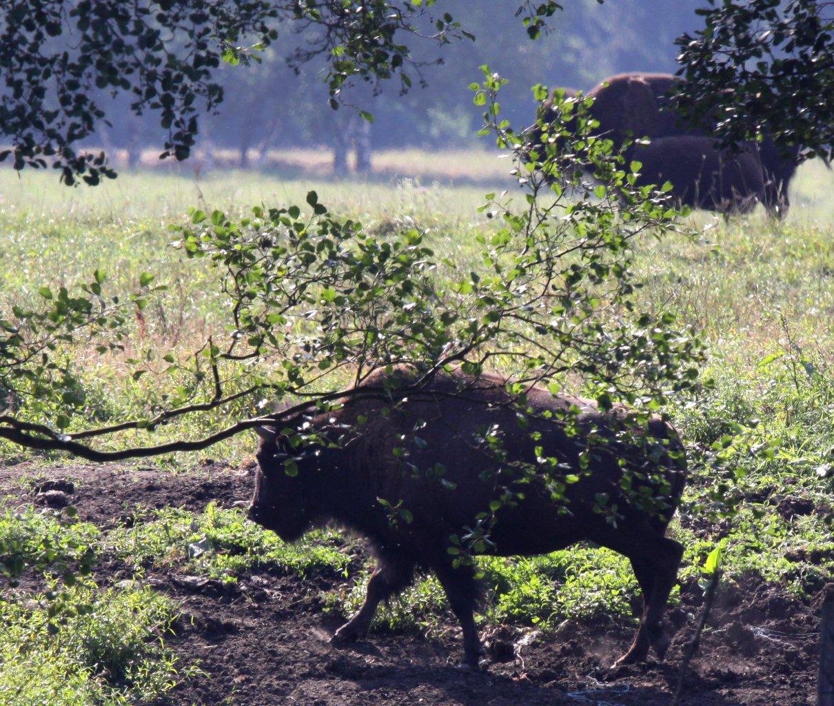 Bizon americký - Staré Město pod Landštejnem | Kam se vydat.cz