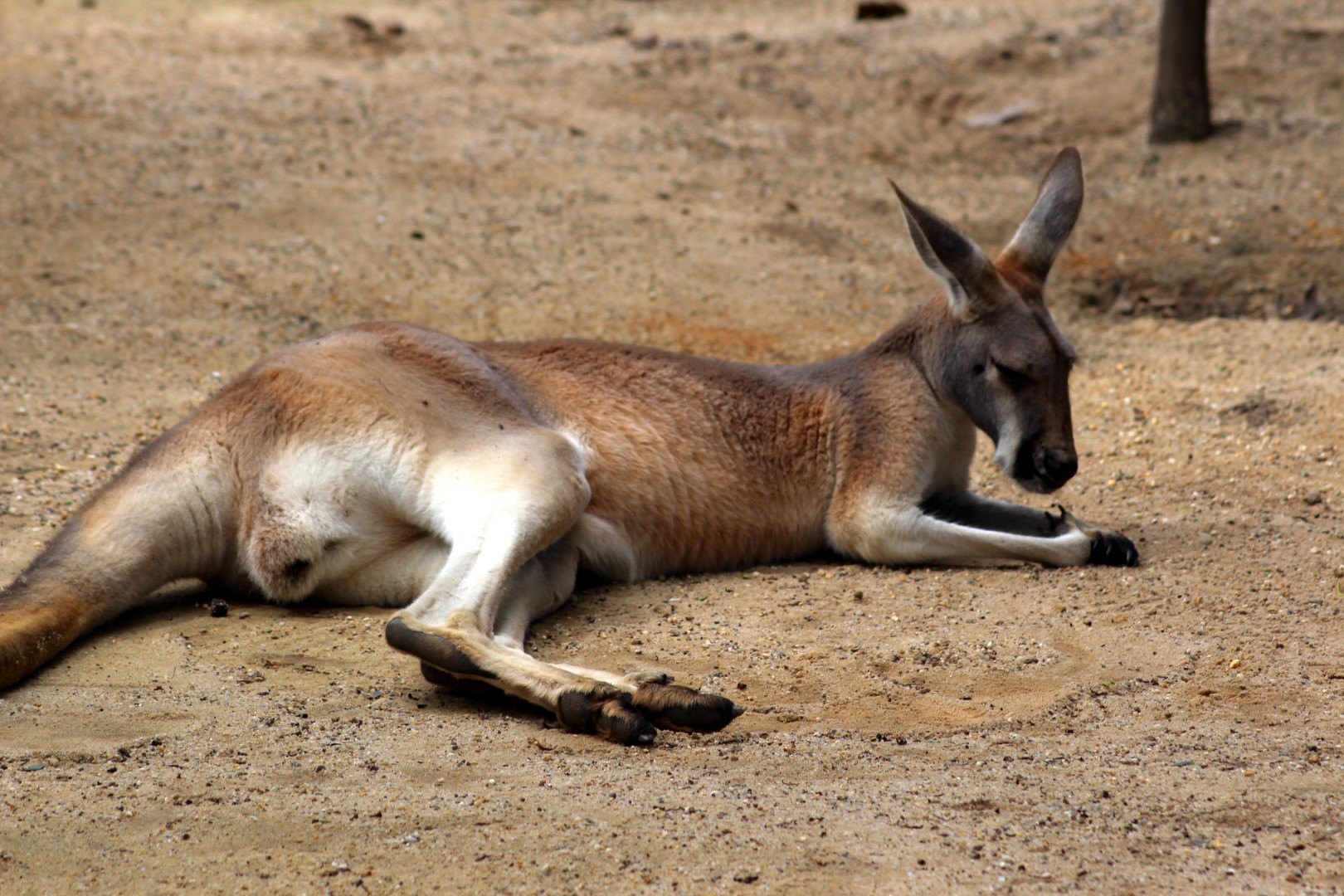 Austrálie Taronga ZOO - 10. část | Kam se vydat.cz